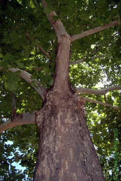 SFA Dendro - Platanaceae Platanus occidentalis - American sycamore (Lab 3)