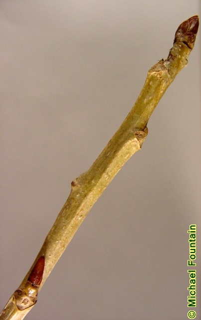 SFA Dendro - Salicaceae Populus deltoides - eastern cottonwood (Lab 4)