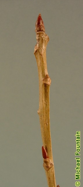 SFA Dendro - Salicaceae Populus deltoides - eastern cottonwood (Lab 4)