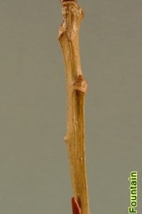 SFA Dendro - Salicaceae Populus deltoides - eastern cottonwood (Lab 4)