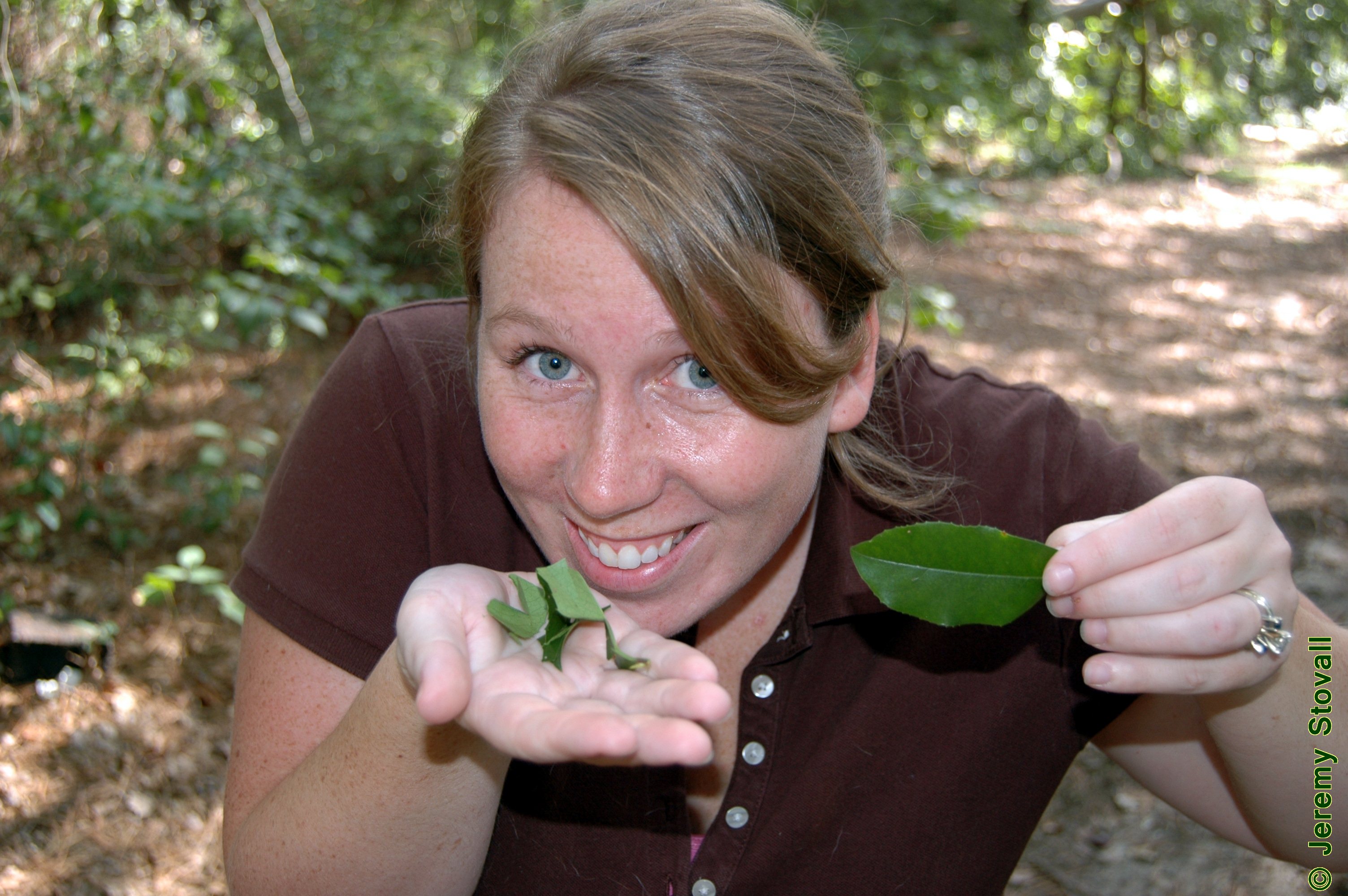 SFA Dendro - Rosaceae Prunus caroliniana - Carolina laurelcherry (Lab 2)