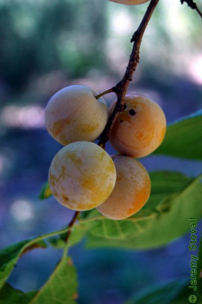 SFA Dendro - Rosaceae Prunus mexicana - Mexican plum (Lab 4)