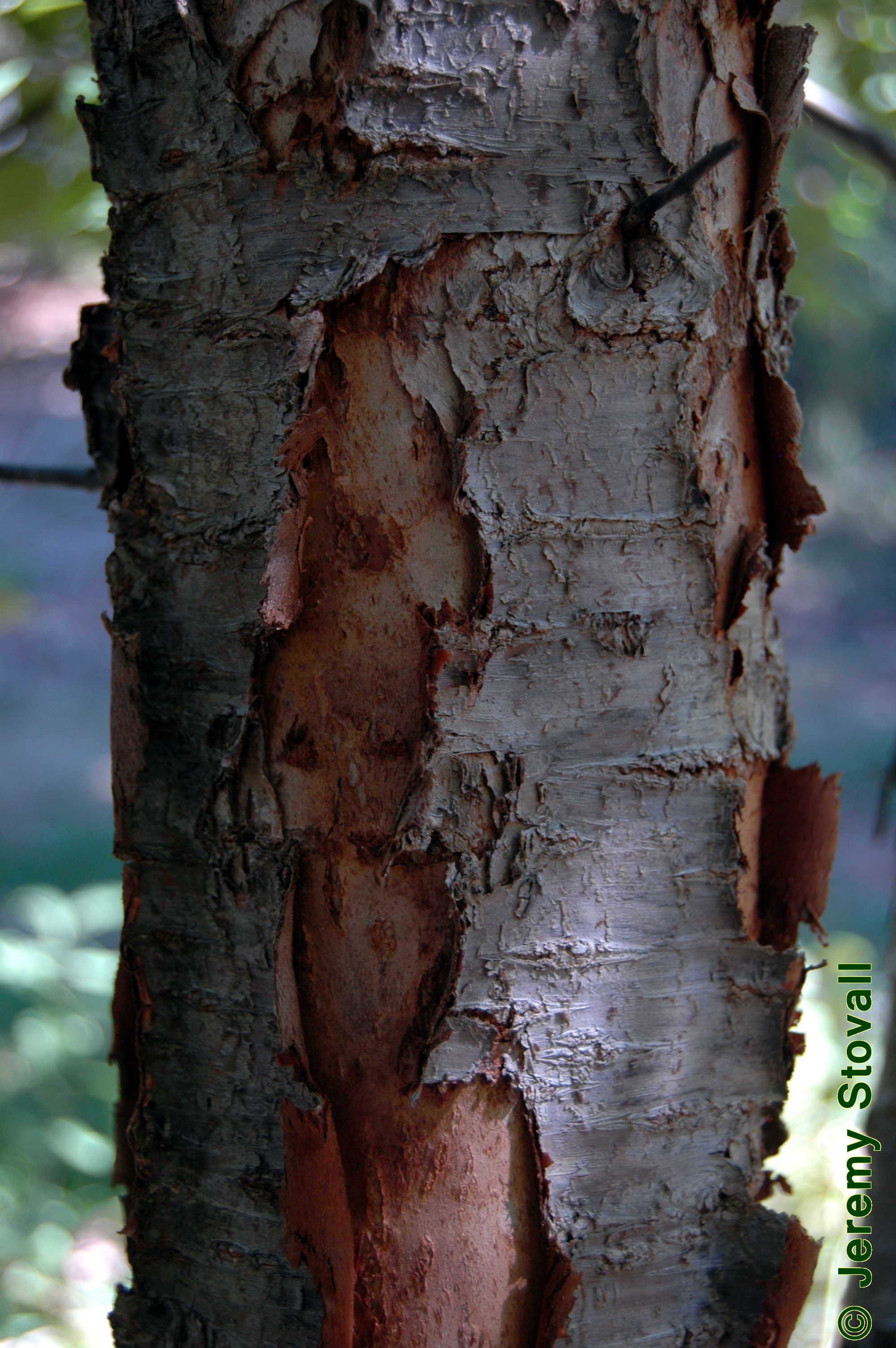 Prunus Mexicana Bark