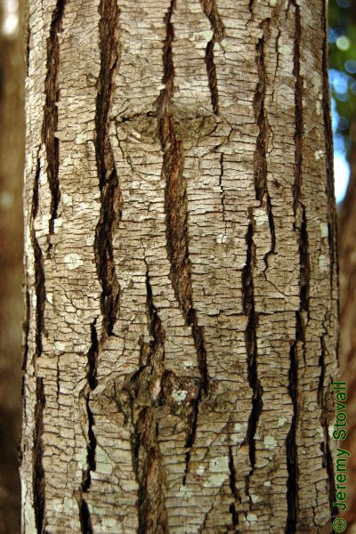 SFA Dendro - Rosaceae Pyrus calleryana - Callery pear (Lab 11)