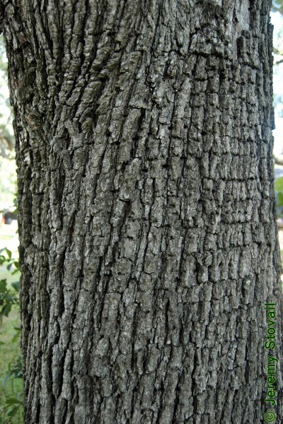 SFA Dendro - Rosaceae Pyrus calleryana - Callery pear (Lab 11)