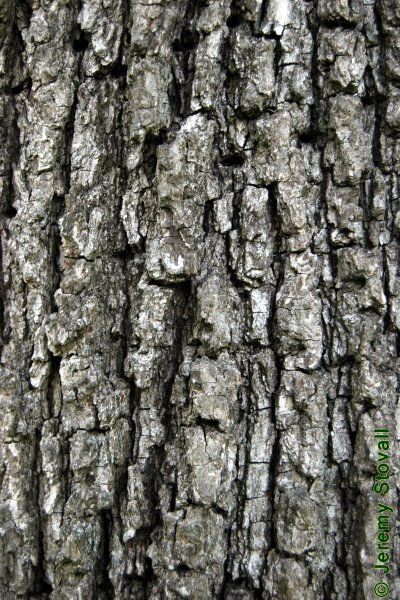 SFA Dendro - Rosaceae Pyrus calleryana - Callery pear (Lab 11)