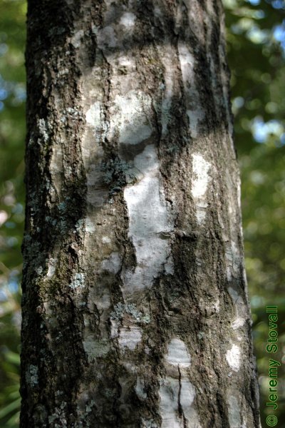 SFA Dendro - Fagaceae Quercus laurifolia - laurel oak (Lab 6)
