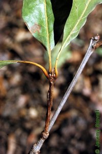 SFA Dendro - Fagaceae Quercus lyrata - overcup oak (Lab 6)