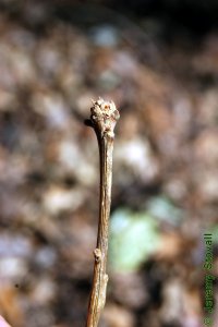 SFA Dendro - Fagaceae Quercus lyrata - overcup oak (Lab 6)