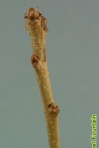 SFA Dendro - Fagaceae Quercus lyrata - overcup oak (Lab 6)