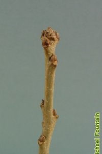 SFA Dendro - Fagaceae Quercus lyrata - overcup oak (Lab 6)