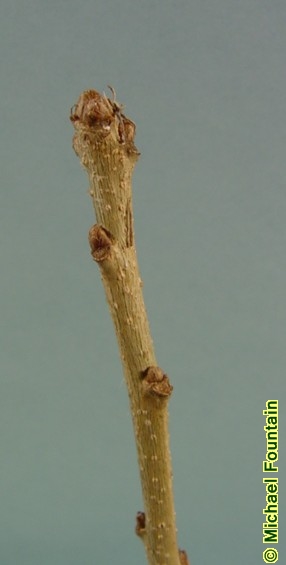 SFA Dendro - Fagaceae Quercus lyrata - overcup oak (Lab 6)