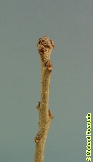 SFA Dendro - Fagaceae Quercus lyrata - overcup oak (Lab 6)