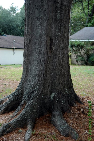 SFA Dendro - Fagaceae Quercus nigra - water oak (Lab 01)