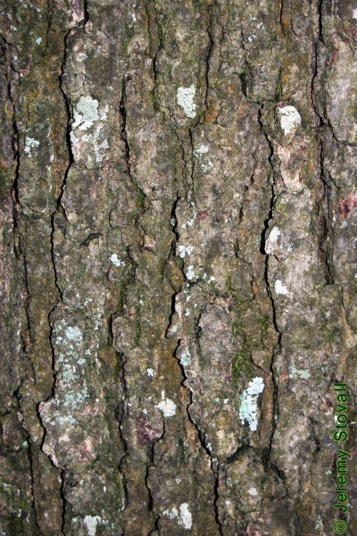 SFA Dendro - Fagaceae Quercus pagoda - cherrybark oak (Lab 01)