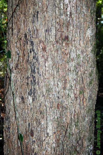 SFA Dendro - Fagaceae Quercus stellata - post oak (Lab 5)