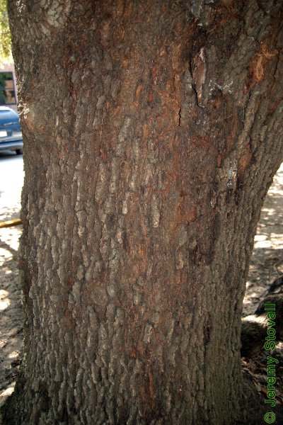 SFA Dendro - Fagaceae Quercus virginiana - live oak (Lab 3)
