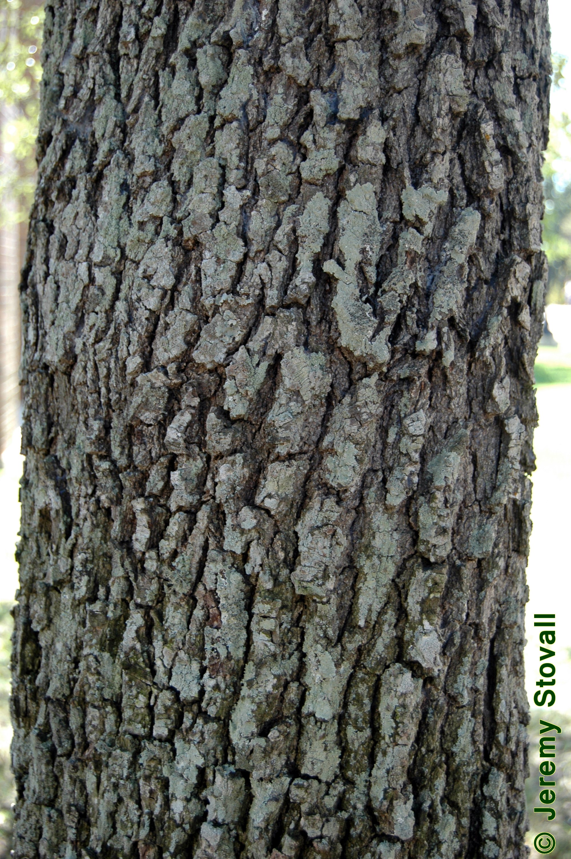SFA Dendro - Fagaceae Quercus virginiana - live oak (Lab 3)