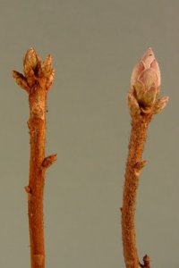 SFA Dendro - Ericaceae Rhododendron oblongifolium - Texas azalea (Lab 7)