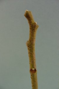 SFA Dendro - Anacardiaceae Rhus copallinum - winged sumac (Lab 5)
