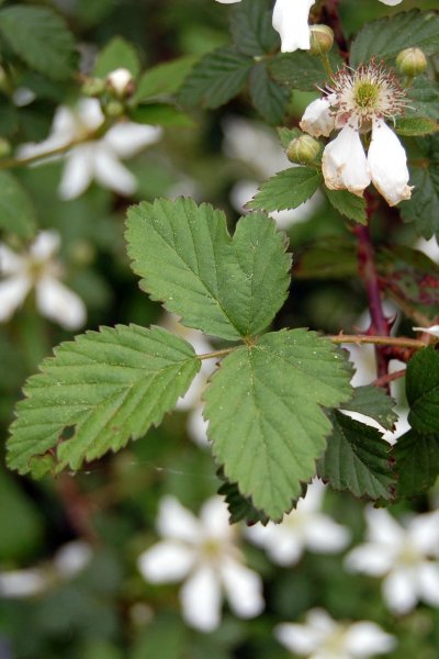 SFA Dendro - Rosaceae Rubus spp. - blackberry (Lab 6)