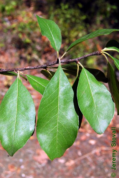 SFA Dendro - Sapotaceae Sideroxylon lanuginosum - chittamwood (Lab 5)