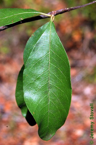 SFA Dendro - Sapotaceae Sideroxylon lanuginosum - chittamwood (Lab 5)