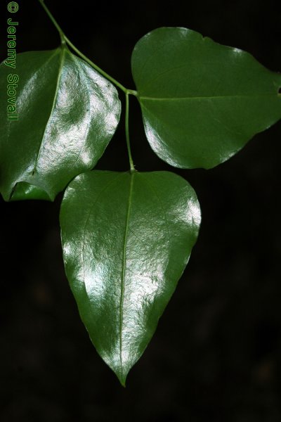 SFA Dendro - Smilacaceae Smilax rotundifolia - roundleaf greenbrier