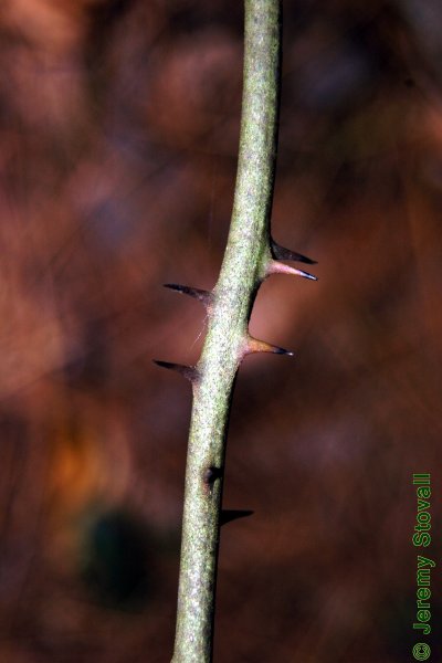 SFA Dendro - Smilacaceae Smilax spp. - greenbrier (Lab 7)