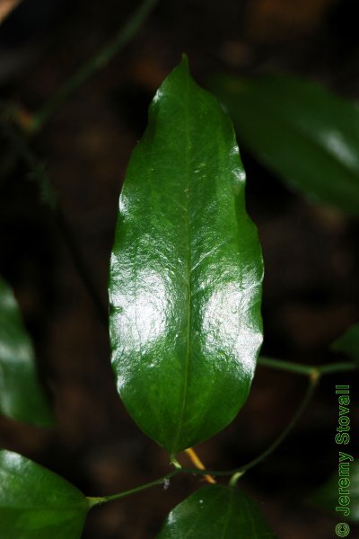 SFA Dendro - Smilacaceae Smilax smallii - lanceleaf greenbrier