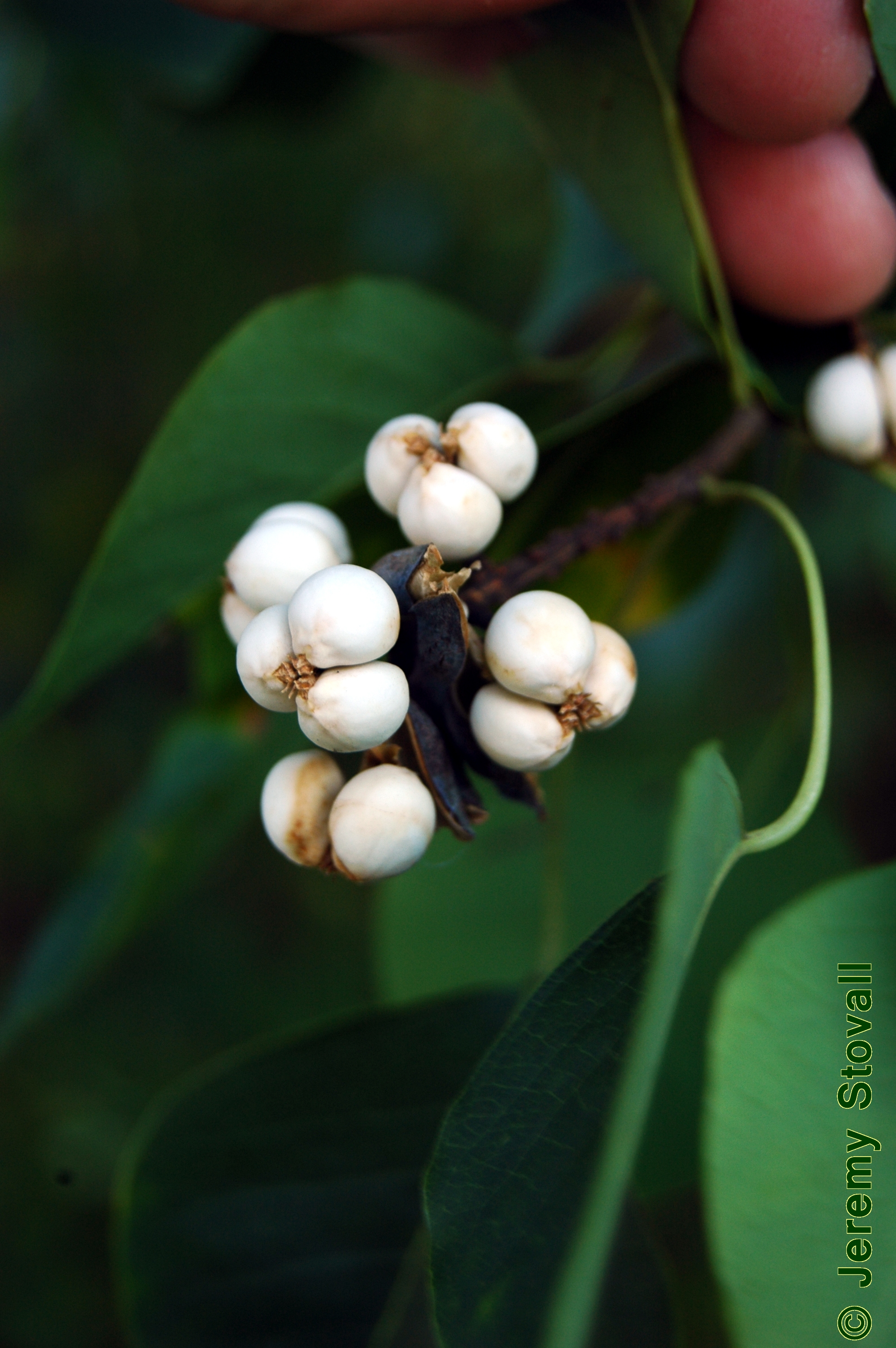 SFA Dendro - Euphorbiaceae Triadica sebifera - Chinese tallowtree (Lab 2)