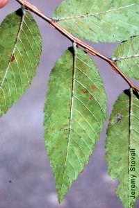 SFA Dendro - Ulmaceae Ulmus alata - winged elm (Lab 4)