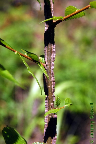 SFA Dendro - Ulmaceae Ulmus alata - winged elm (Lab 4)