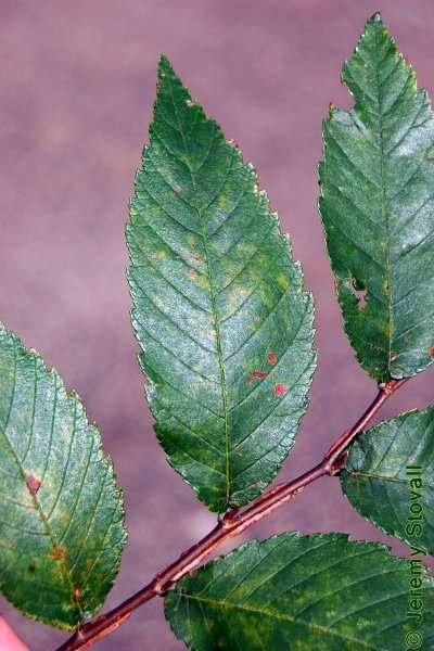 SFA Dendro - Ulmaceae Ulmus alata - winged elm (Lab 4)