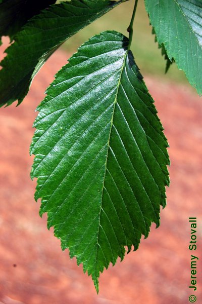 SFA Dendro - Ulmaceae Ulmus americana - American elm (Lab 2)