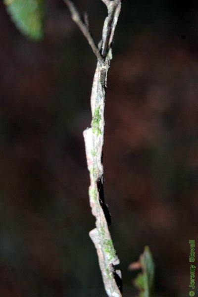 SFA Dendro - Ulmaceae Ulmus crassifolia - cedar elm (Lab 8)