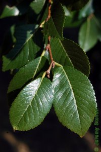 SFA Dendro - Ulmaceae Ulmus parvifolia - Chinese elm (Lab 11)