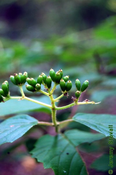 SFA Dendro - Caprifoliaceae Viburnum dentatum - arrowwood viburnum (Lab 10)