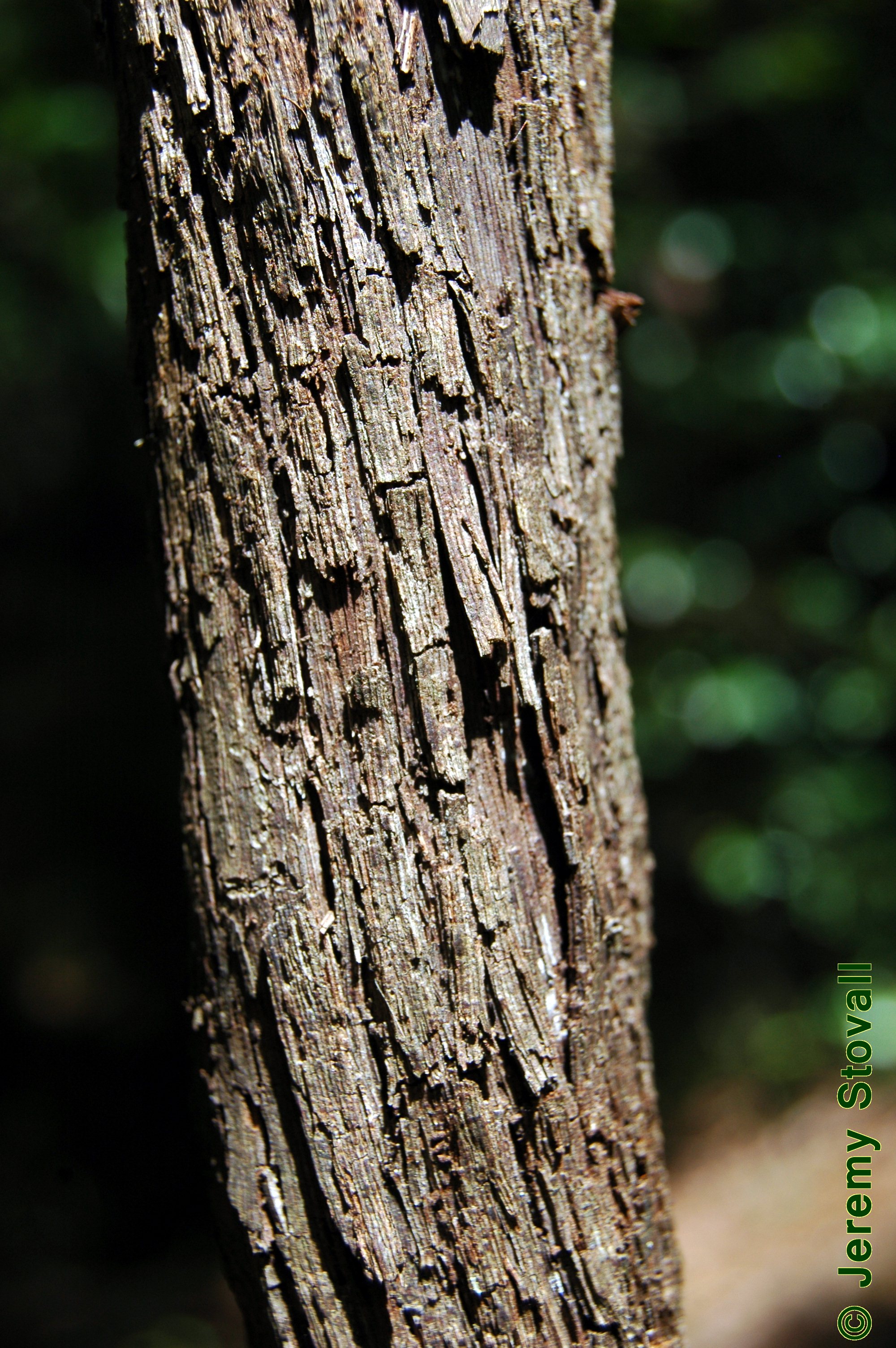 SFA Dendro - Vitaceae Vitis rotundifolia - muscadine grape (Lab 7)