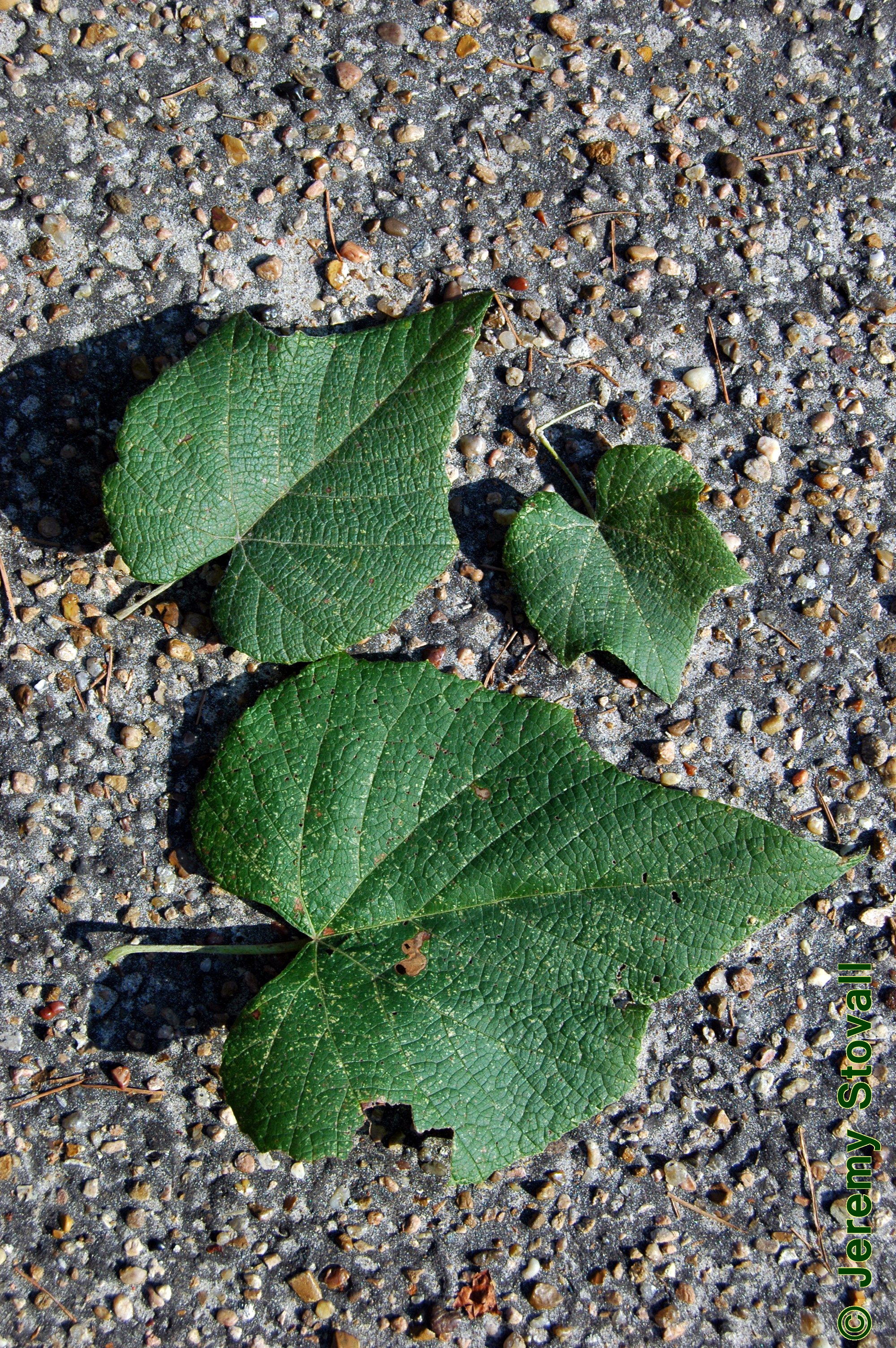 SFA Dendro - Vitaceae Vitis spp. - grape (Lab 7)