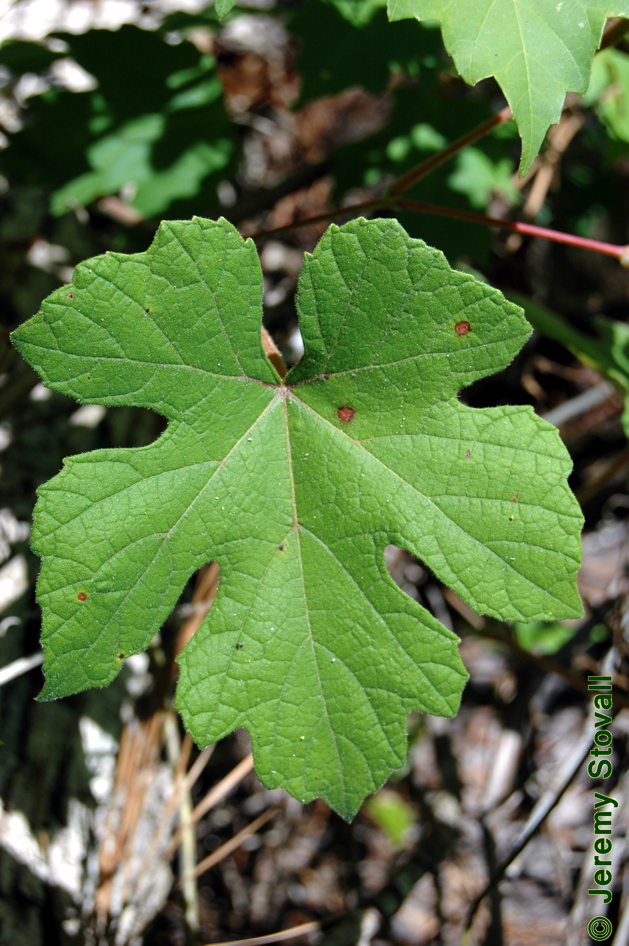 SFA Dendro - Vitaceae Vitis spp. - grape (Lab 7)