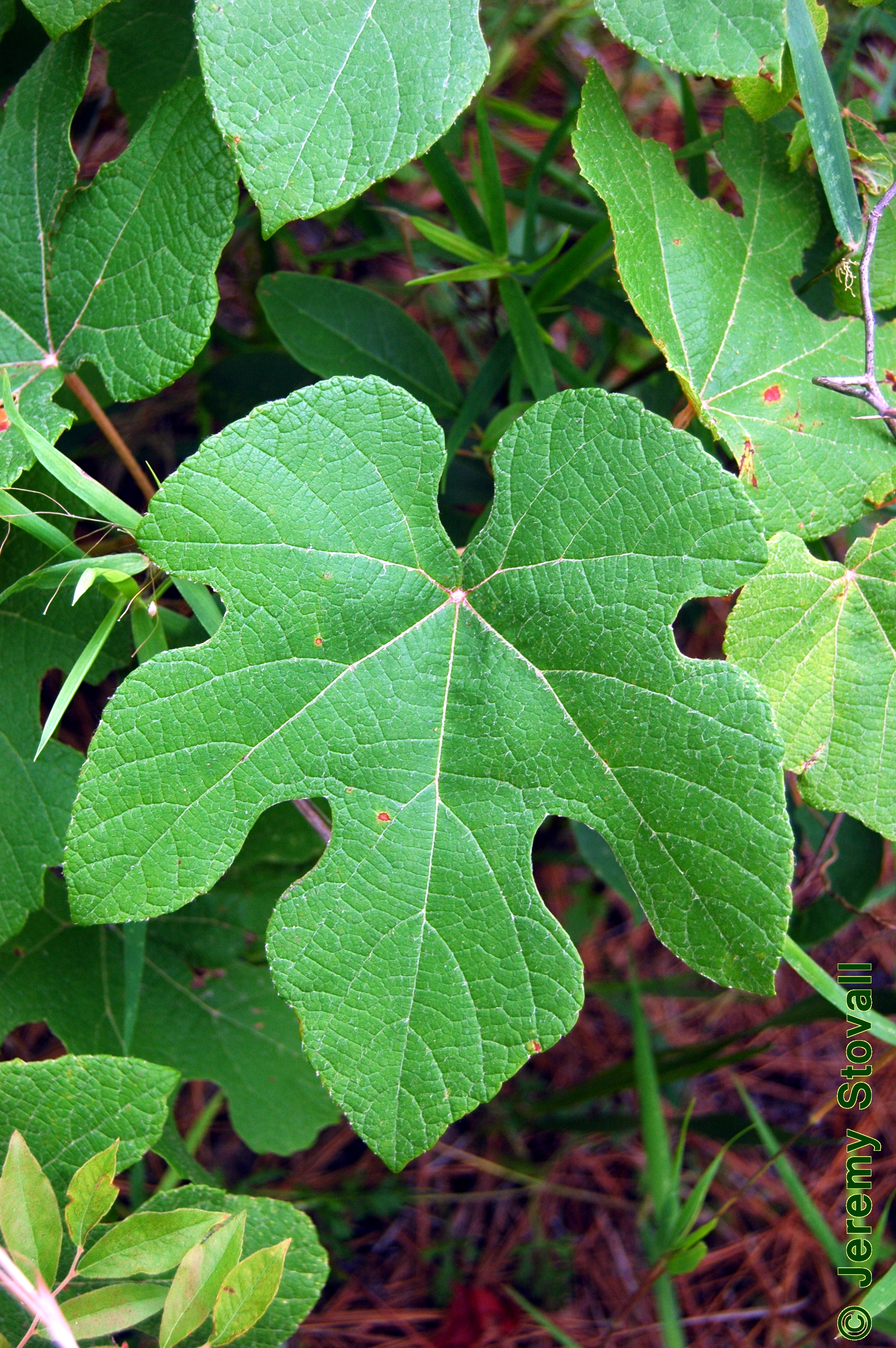 SFA Dendro - Vitaceae Vitis spp. - grape (Lab 7)
