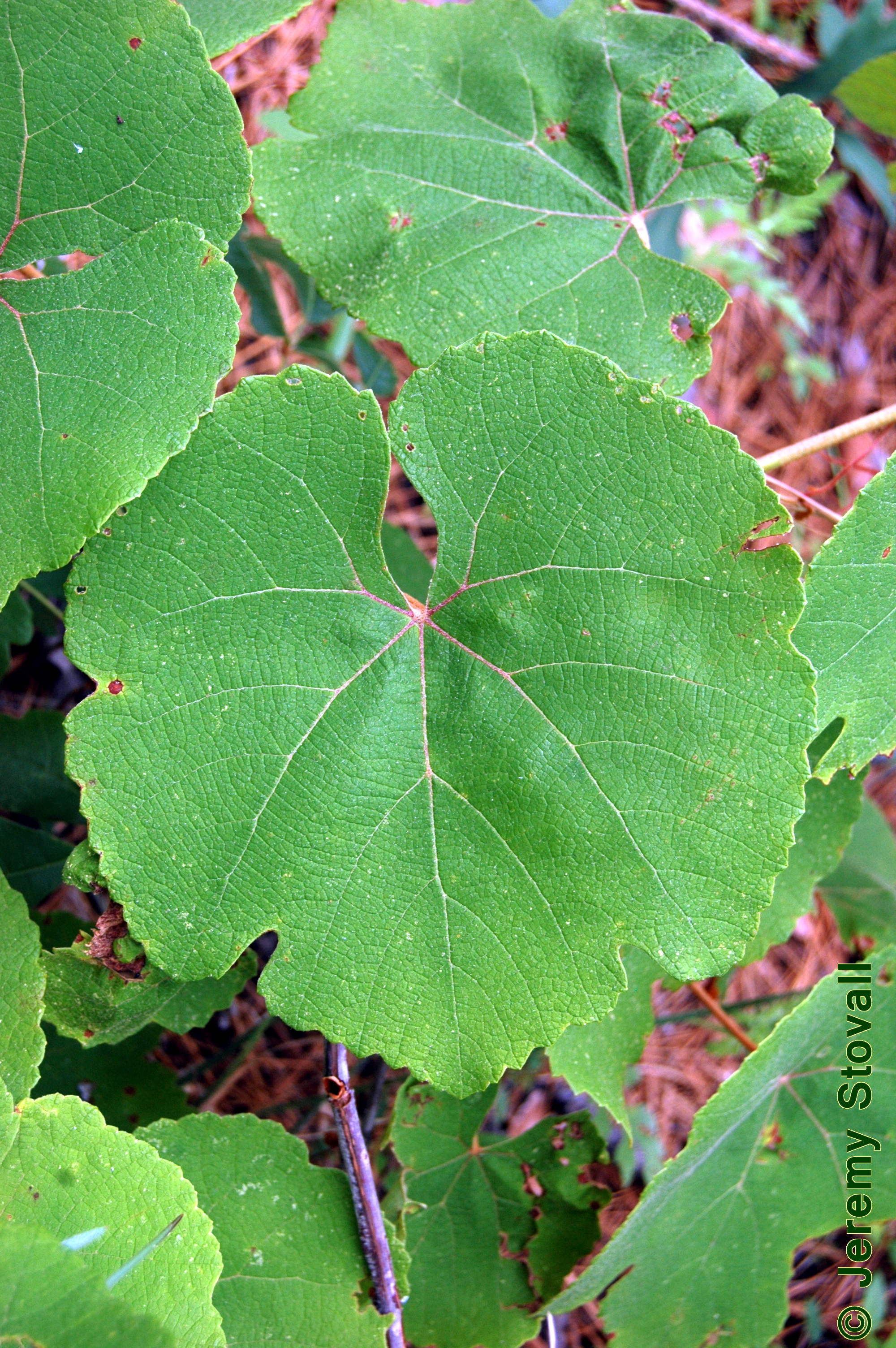 SFA Dendro - Vitaceae Vitis spp. - grape (Lab 7)