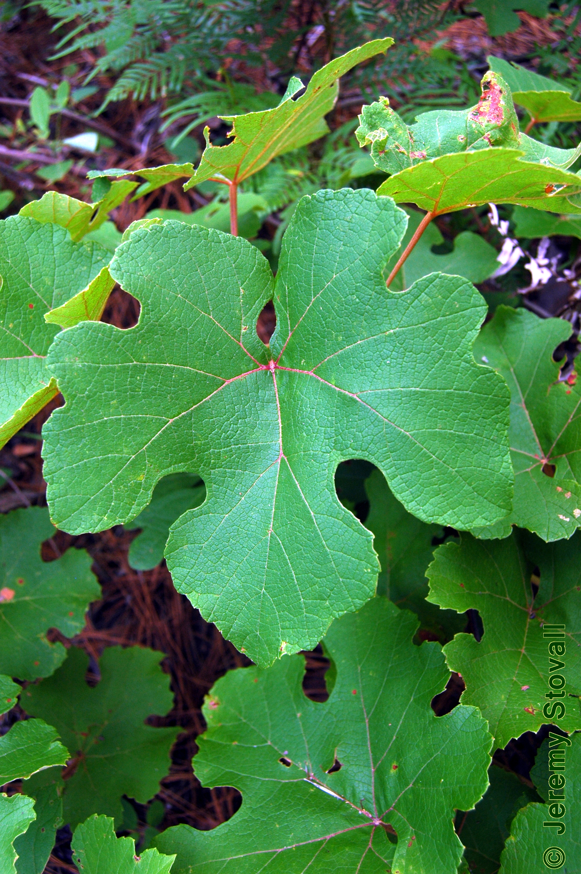 SFA Dendro - Vitaceae Vitis spp. - grape (Lab 7)