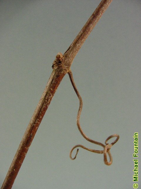 SFA Dendro - Vitaceae Vitis spp. - grape (Lab 7)