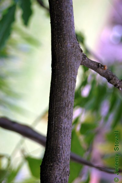 SFA Dendro - Fabaceae Wisteria sinensis - Chinese wisteria