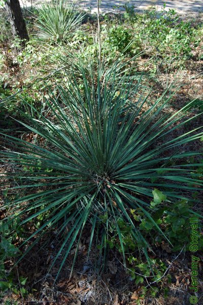 SFA Dendro - Agavaceae Yucca louisianensis - Louisiana yucca (Lab 5)