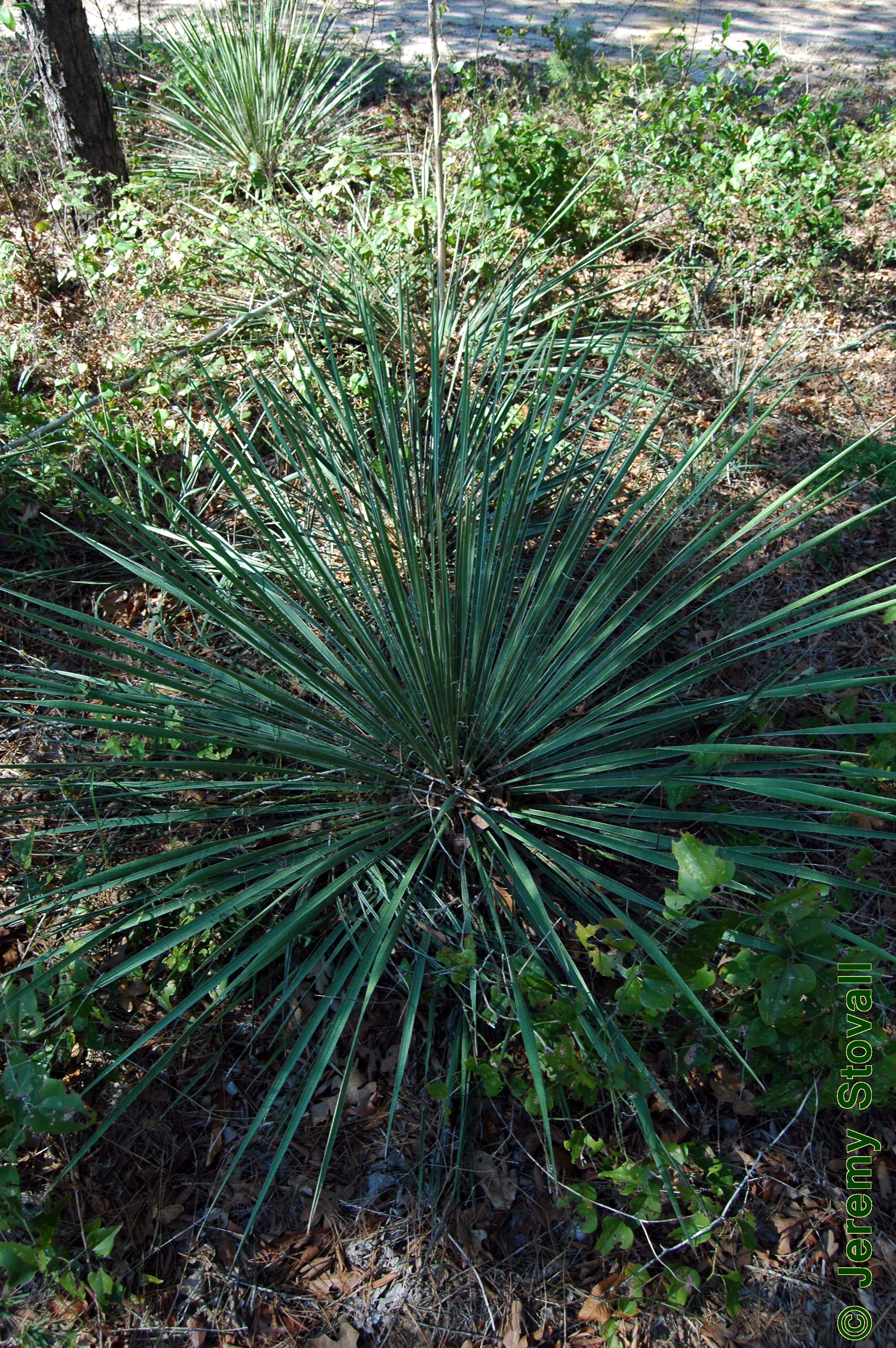 SFA Dendro - Agavaceae Yucca louisianensis - Louisiana yucca (Lab 5)