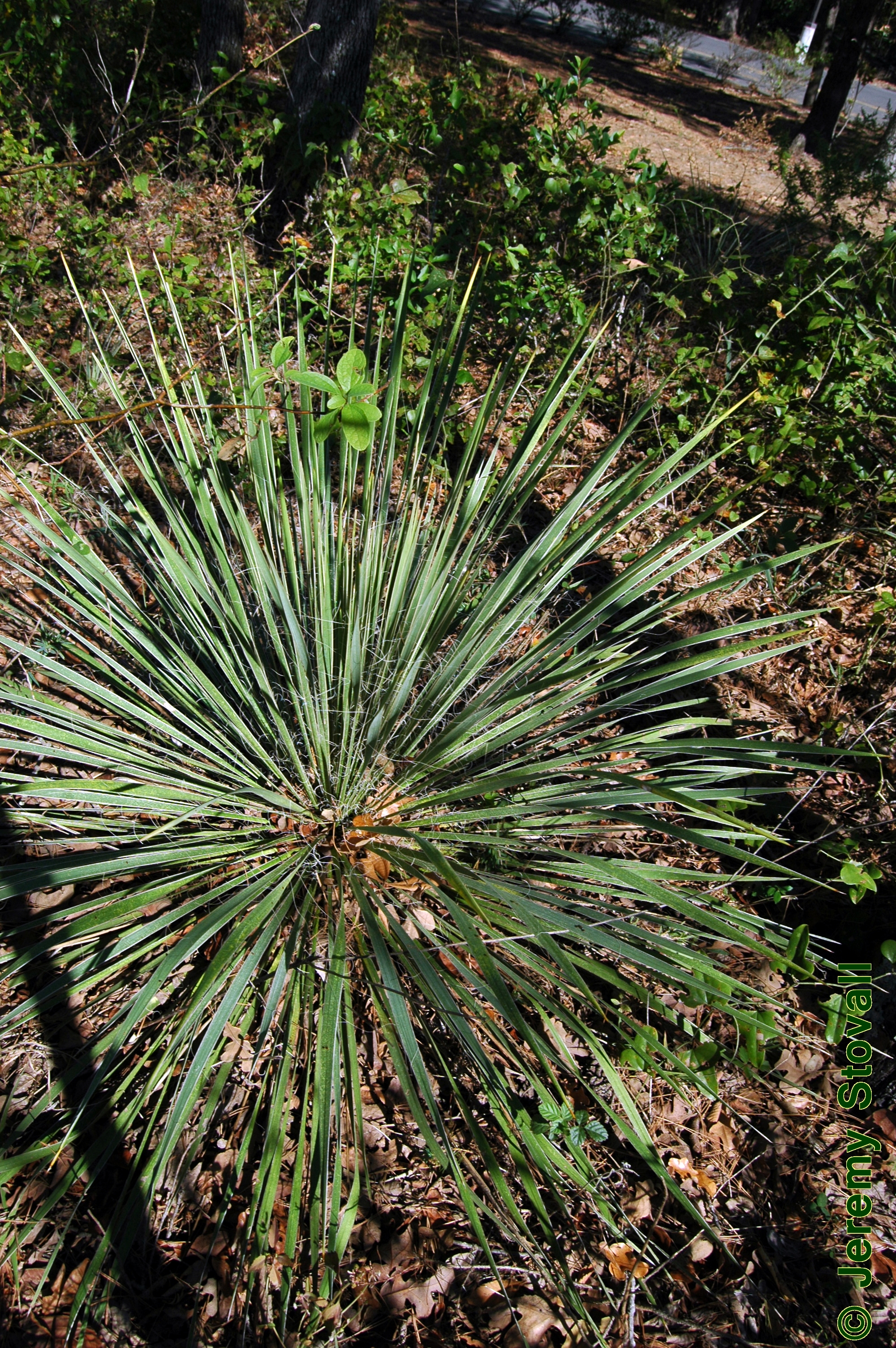 SFA Dendro - Agavaceae Yucca louisianensis - Louisiana yucca (Lab 5)