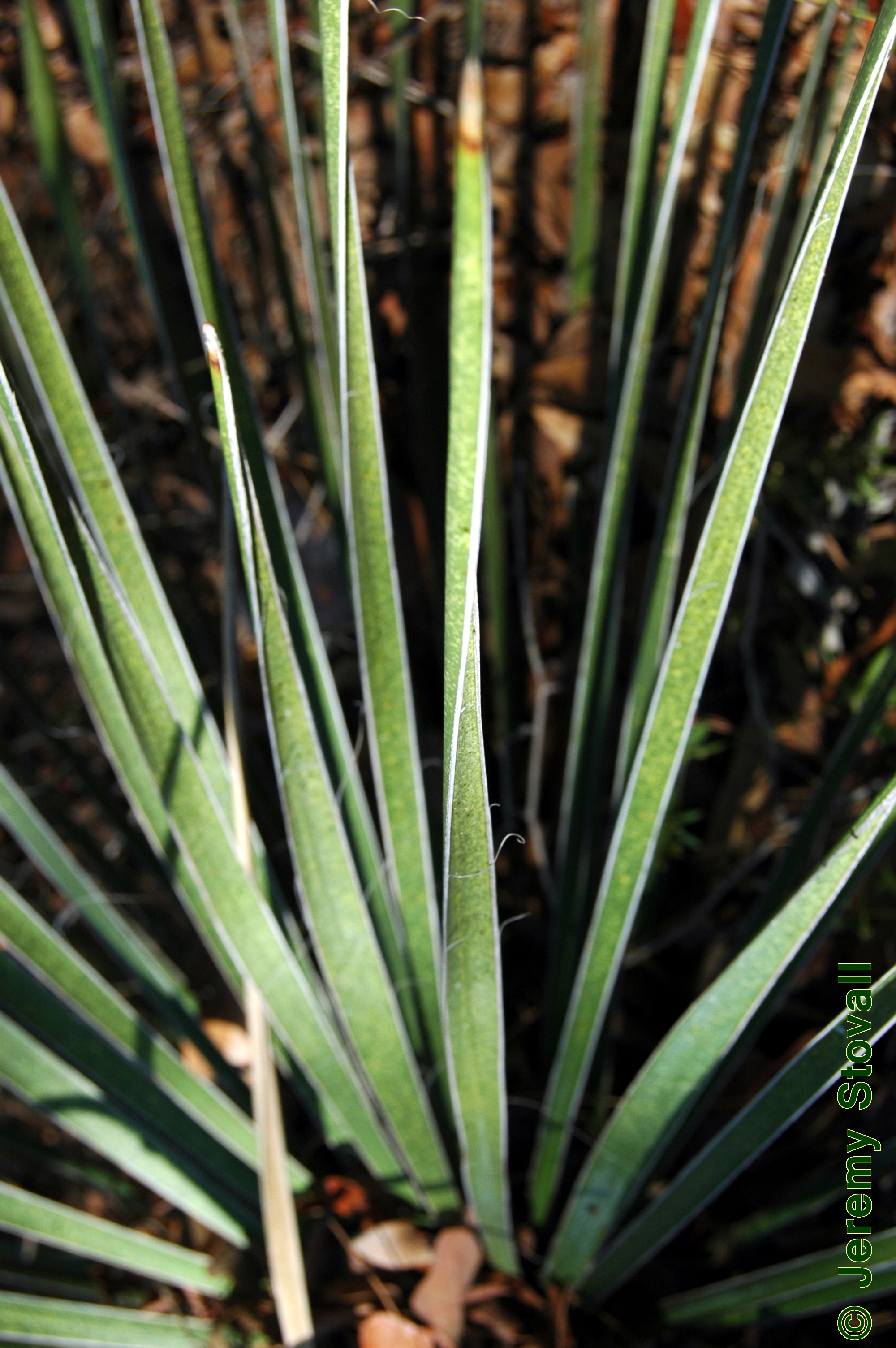 SFA Dendro - Agavaceae Yucca louisianensis - Louisiana yucca (Lab 5)
